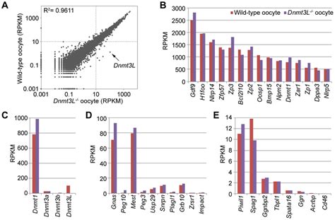 Comparison Of Gene Expression Profiles Between Wild Type And Dnmt3l−−