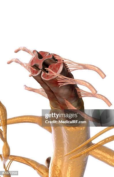 Posterior Column Photos And Premium High Res Pictures Getty Images