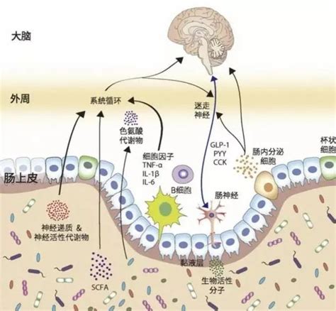 世界帕金森日：菌群与帕金森 北京元奥生物技术有限公司