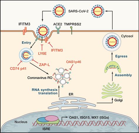 Innate Immunity And Interferon In Sars Cov 2 Infection Outcome Immunity