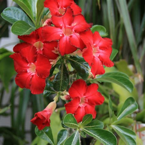 Adenium Obesum Red Creekside Nursery