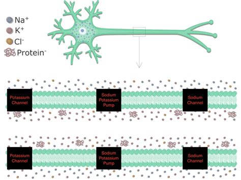 The Axon Terminal Orchestrating Neuronal Communication Behind The Brain