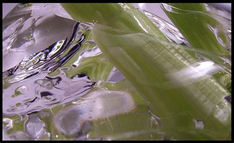 Frozen Celery 6 By Dezx0 On Deviantart