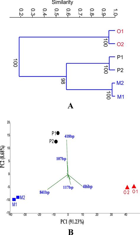A Cluster Analysis Of The 16s Rrna Gene Based T Rflp Download Scientific Diagram
