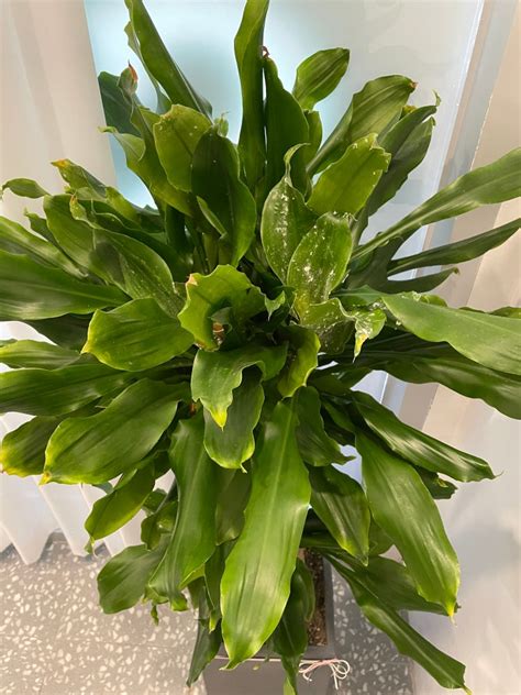 식물에 흰색 곰팡이 지식in