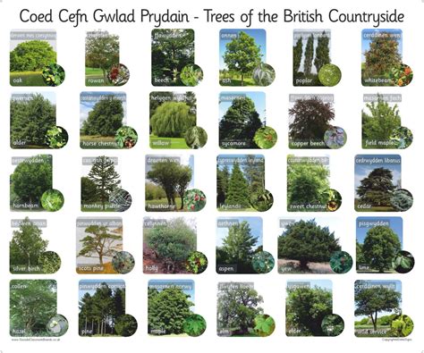 Names Of Trees In England