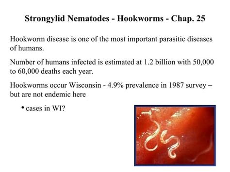 Hookworms Ppt