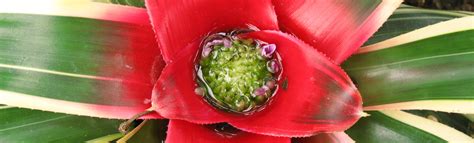 Six Common Bromeliad Varieties