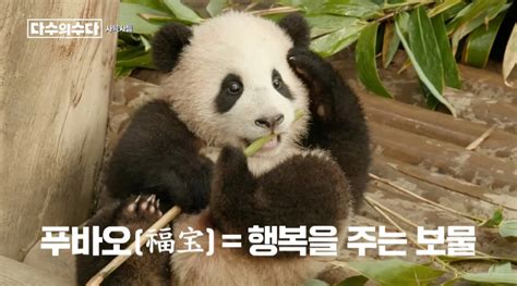 아기판다 푸바옹 인스티즈instiz 익명잡담 카테고리