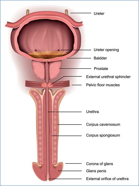 Cystoscopy Bladder Scope Yellowstone Surgery Center
