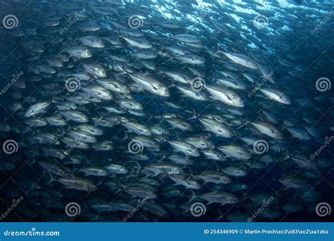 Bigeye Trevally Caranx Sexfasciatus Bigeye Jack Great Trevally Stock Image Image Of Marine