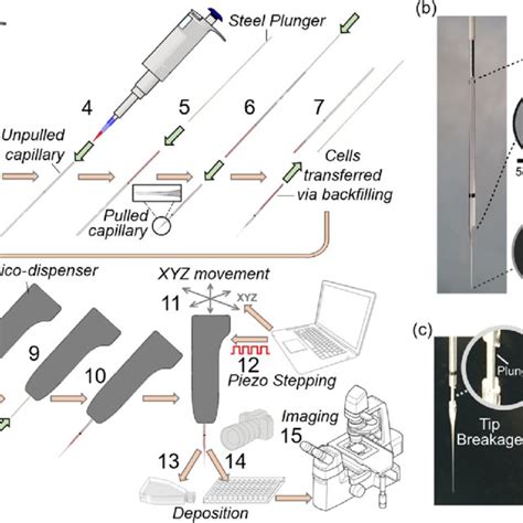 Forms Of Cell Pellet Exiting A Microcapillary Tip A Images Showing