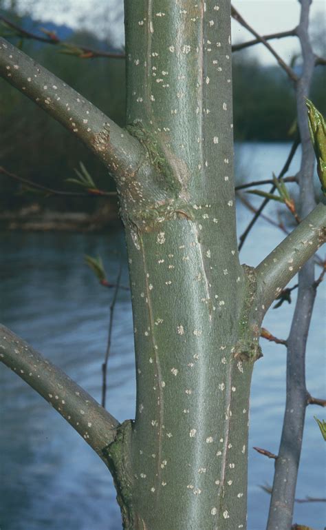 Populus Trichocarpa Black Cottonwood