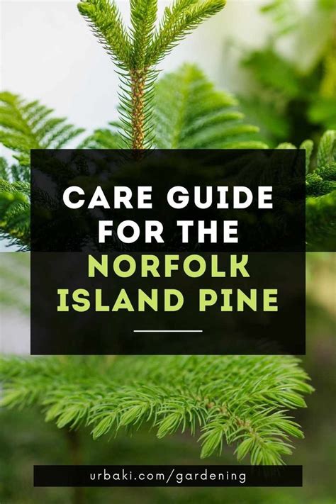 Norfolk Island Pine Care Guide