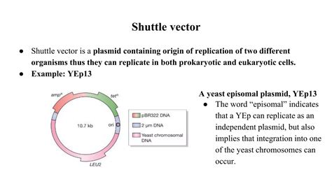 Different Types Of Vectors Pptx
