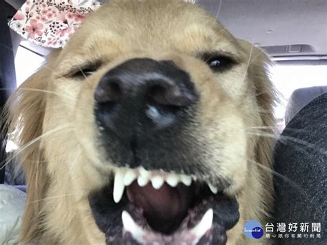 毛寶貝幸福耶誕趴1219登場 現場認養可獲價值萬元大禮包 台灣好新聞 Taiwanhot