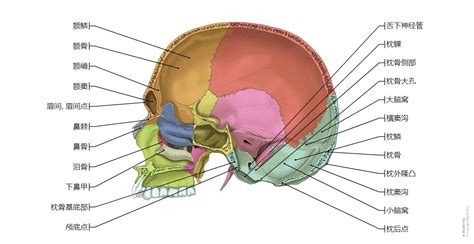 颅骨 图解 正常解剖 E Anatomy