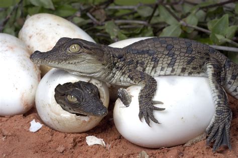 Les Crocodiles Décident Du Sexe De Leurs Bébés