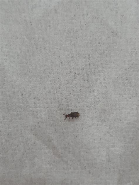 밤마다 다리 같은데 기어다니는 검은 벌레 종류 지식in