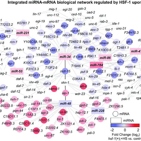 Integrated Target Prediction Analysis Uncovers Mirnamrna Interaction