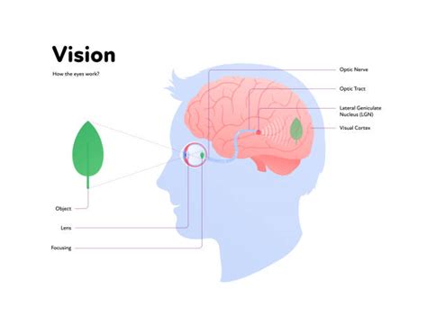Visuele Cortex Visual Cortex E Anatomy Imaios