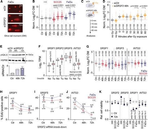 Srsf2 Safeguards Efficient Transcription Of Dna Damage And Repair Genes