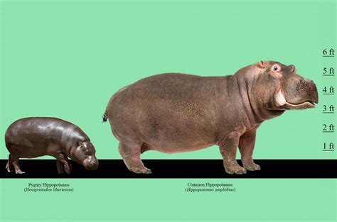 9 Interesting Facts About Pygmy Hippo An Unexpected Gem In