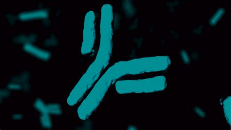 N Latex Flc Kappa And Lambda Assays Siemens Healthineers