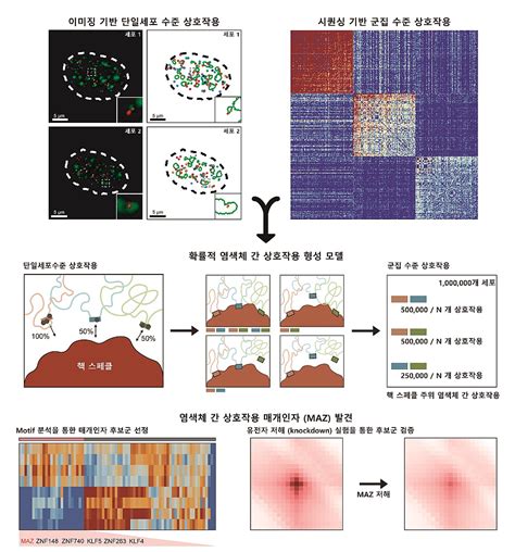 기존 실험 한계 극복···게놈 3차 구조 신규 알고리즘 개발