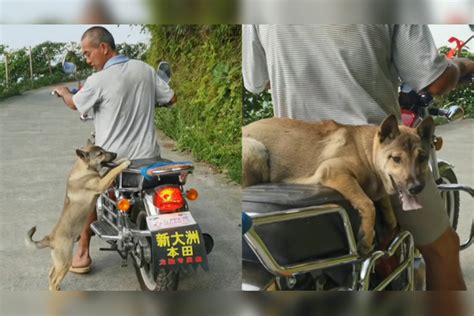 狗子见主人骑车也想坐拼命往上爬逗乐主人主人好心帮忙惹爆笑 主人 好心