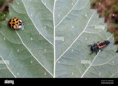 An Orange Ladybug With 19 Spots And A Ladybug Larva Sit On A Leaf Two Small Aphids Are Between