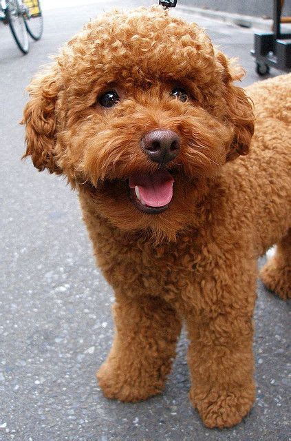 Poodle Teddy Bear Cut