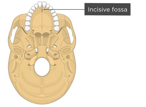 The Skull Bones Anatomy Inferior View Getbodysmart