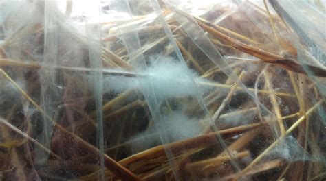 Oyster Mushrooms Straw Substrate Help Please Fungi Forum At Permies