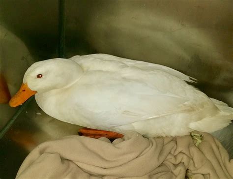 Sexing Adult Duck BackYard Chickens Learn How To Raise Chickens