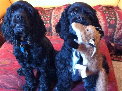 Adoption Application Houston Cocker Spaniel Rescue