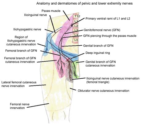 Ilioinguinal Nerve Distribution