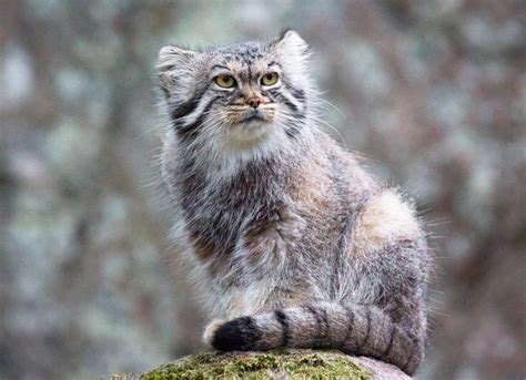 5種神秘的野生貓科動物，你從未見過 但卻真實存在 每日頭條