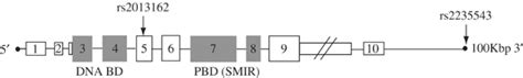 Structure Of The Irf6 Gene Exons Rectangles Are Drawn To Scale Download Scientific Diagram