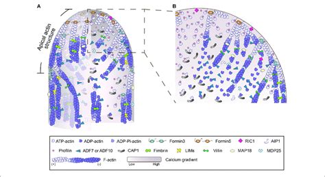 Schematic Depiction Of The Regulation Of Actin Polymerization And Download Scientific Diagram