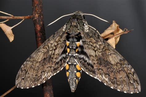 Tobacco Hornworm Carolina Sphinx Moth Identification Life Cycle