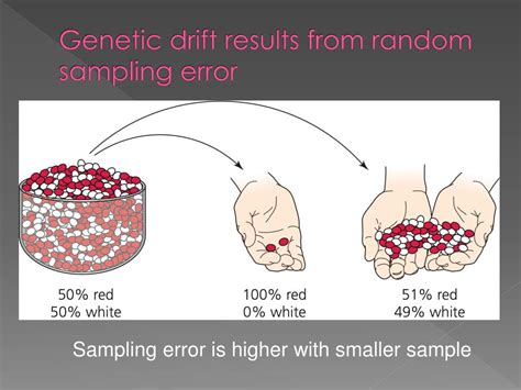 Ppt Genetic Drift Powerpoint Presentation Free Download Id 4493604