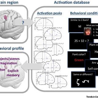 Comparison Of Reverse Inference Effects Throughout The DACC Reproduced Download Scientific