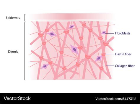 Cross Section Of High Density Collagen Royalty Free Vector