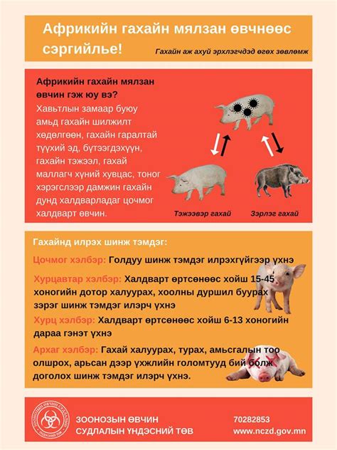 Африкийн гахайн мялзан өвчнөөс сэргийлье Эрүүл мэндийн газар