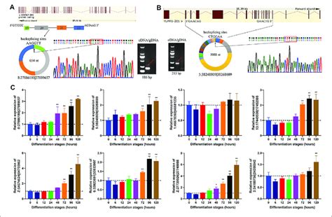 Cyclization And Expression Validation Of CircRNAs A An Example Of Download Scientific