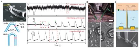 Talking To Cells Semiconductor Nanomaterials At The Cellular Interface