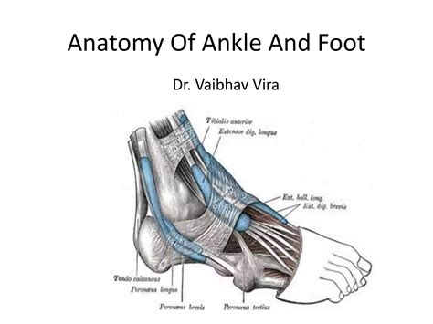 Foot Anatomy Ppt