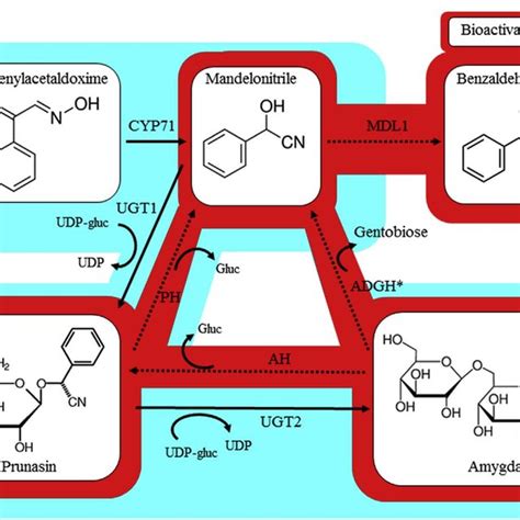 Pdf β Glucosidase Activity In Almond Seeds