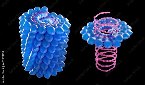 Helical Virus Structure One Short Part Of A Tobacco Mosaic Virus It
